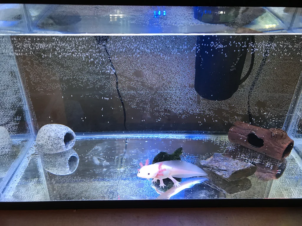 Axolotl Tank » Axolotl Planet