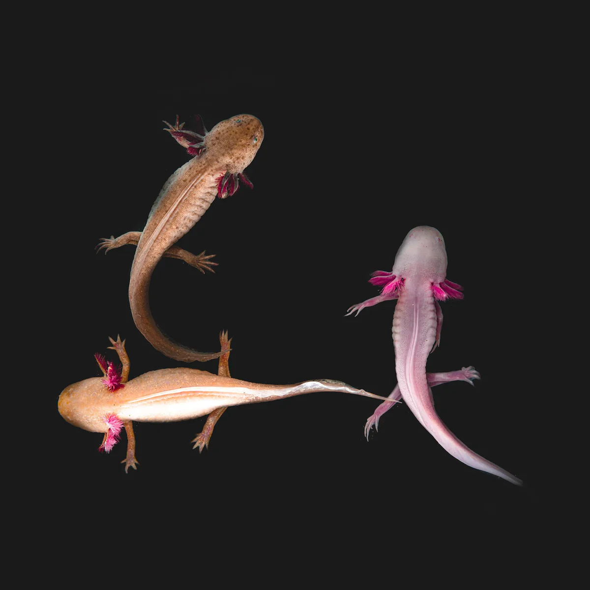 Leucistic Axolotls » Axolotl Planet