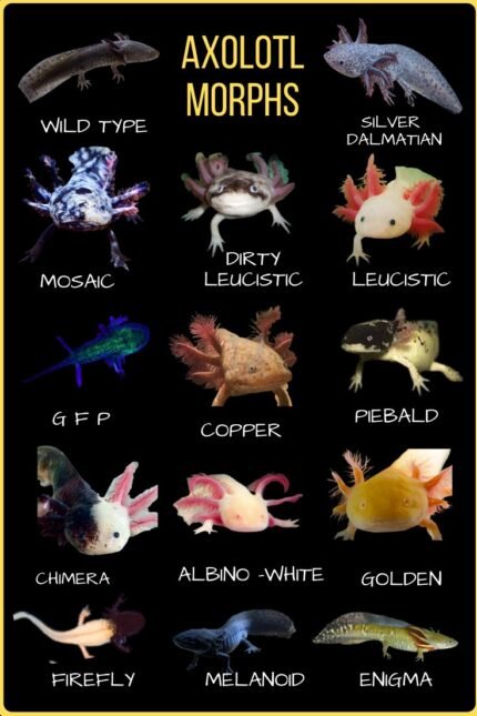 what colors are axolotls » Axolotl Planet